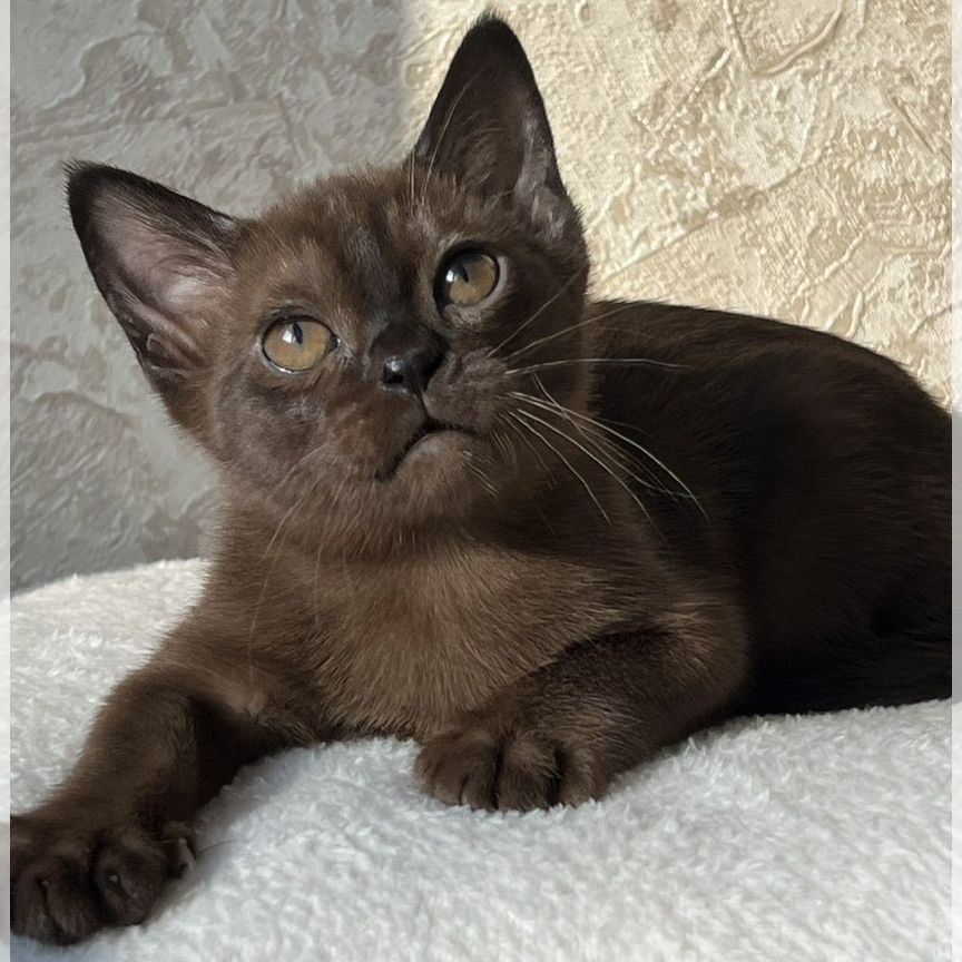 Европейский бурманский котёнок