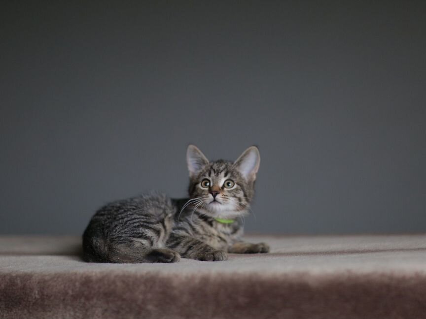 Шотландские прямоухие котята привиты