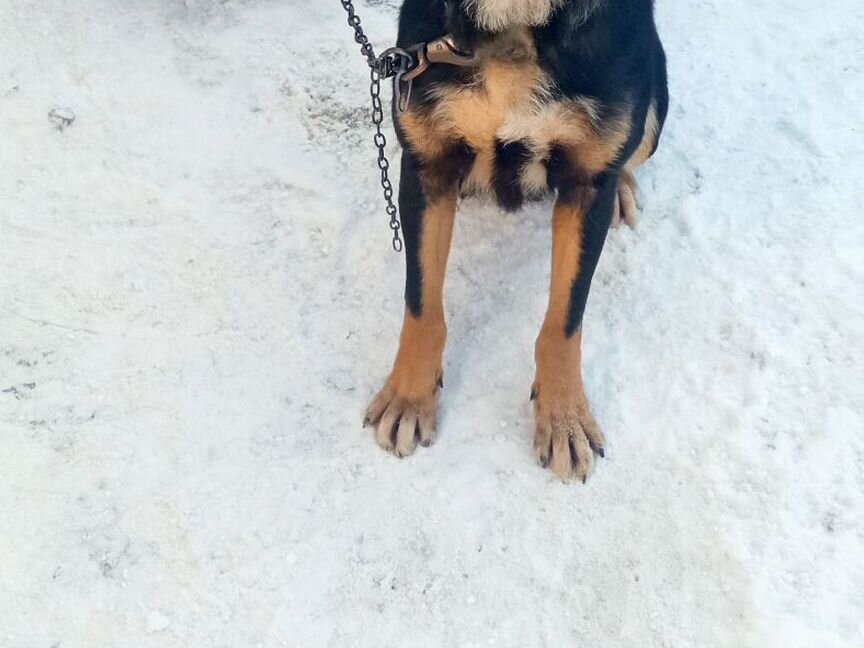 Собака в добрые руки отдам бесплатно