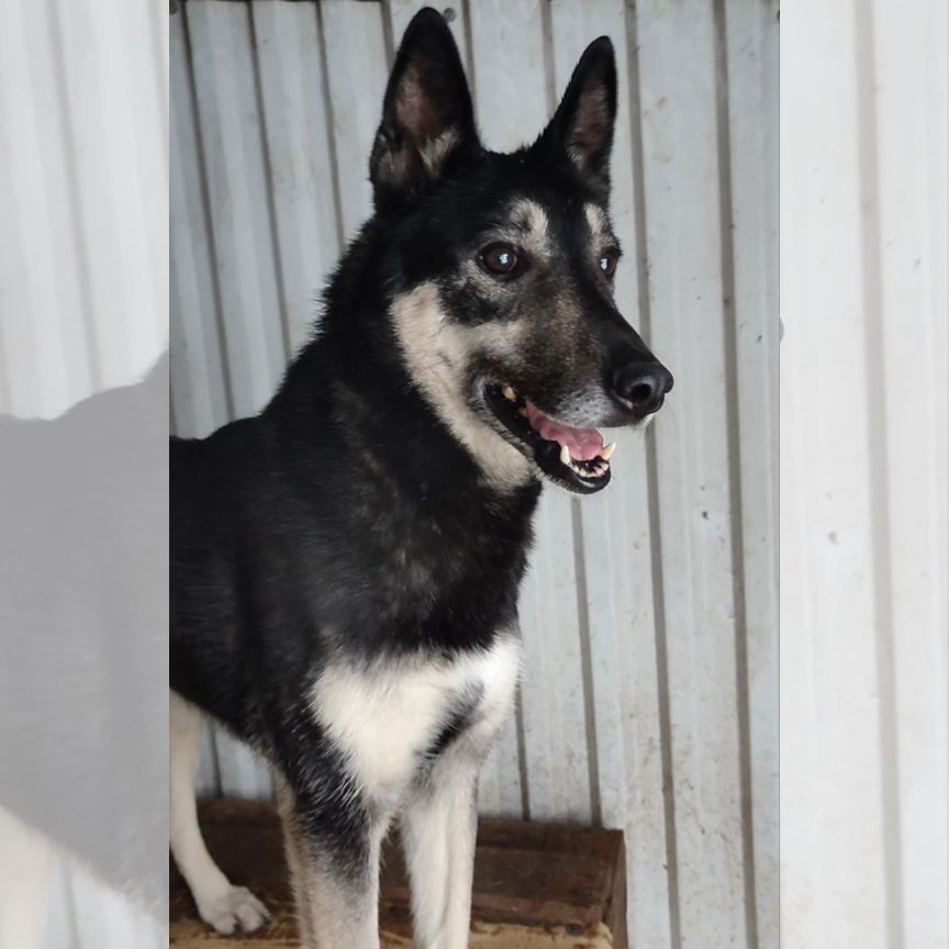 Взрослая собака в добрые руки