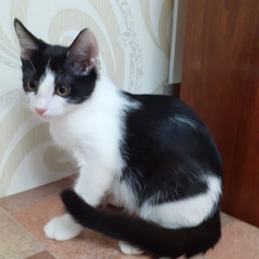 Котёнок Назар