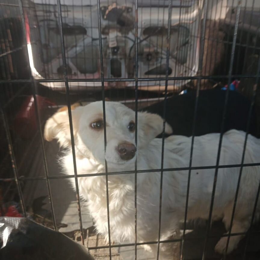 Маленькая собачка в добрые руки