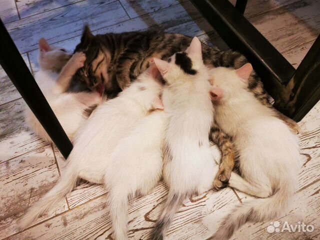 Котята
