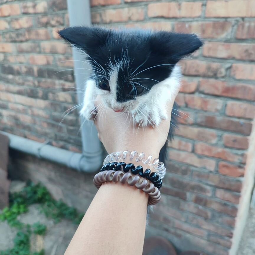 Продам котят