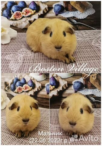 Морская свинка мальчик