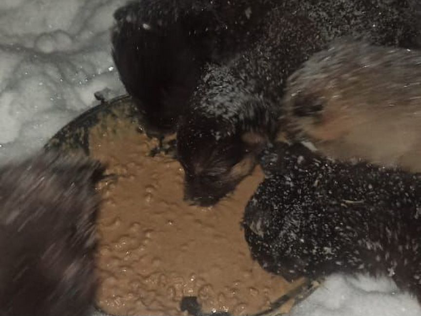 Помогите пристроить детей щенков с улицы