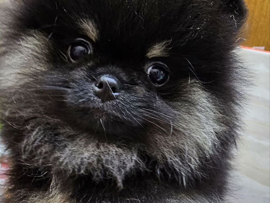 Померанский шпиц тип мишка мини