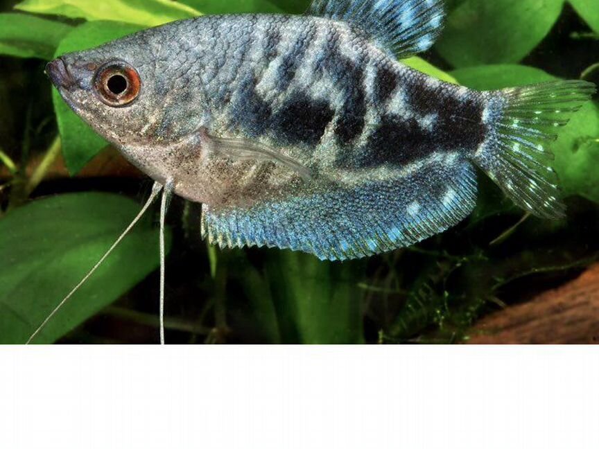 Аквариумные рыбки