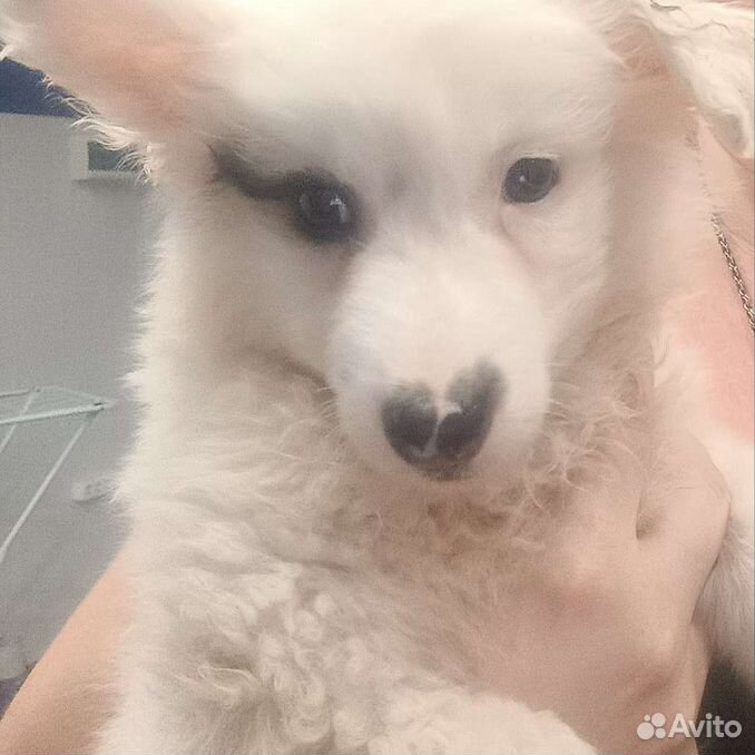 Маленький пушистик