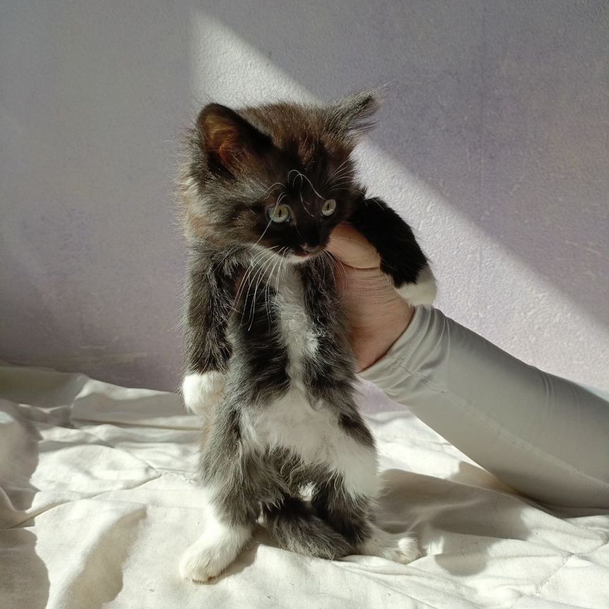 Котята в добрые ручки