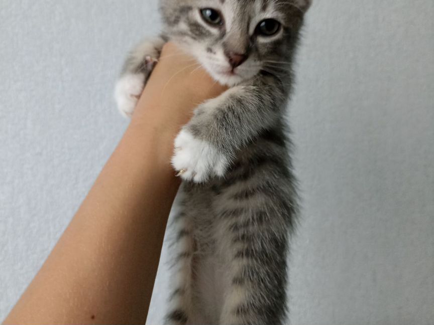 Котенок