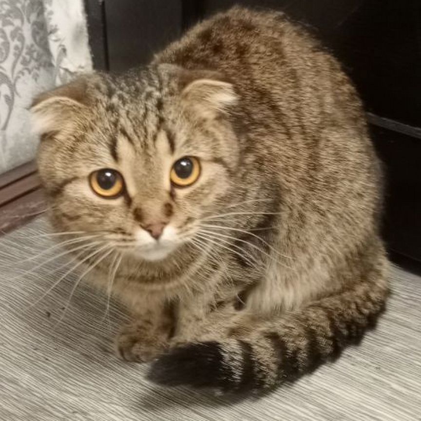 Шотландский вислоухий короткошёрстный котёнок