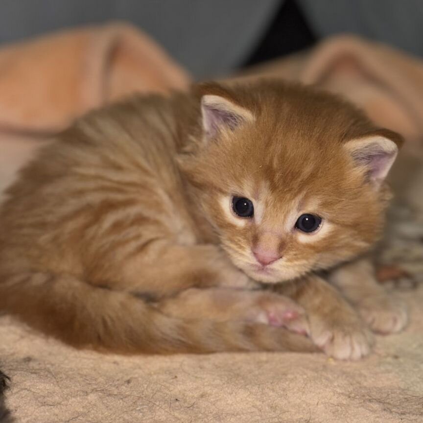 Мейн-кун котёнок