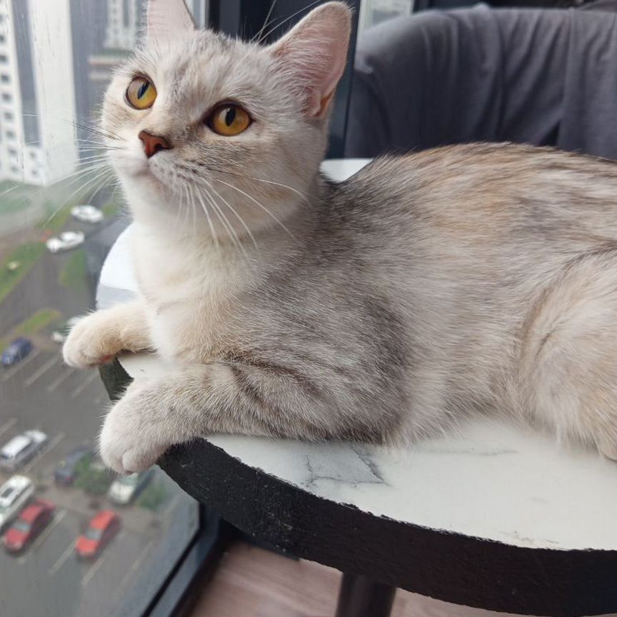 Шотландская прямоухая длинношёрстная кошка, взрослая