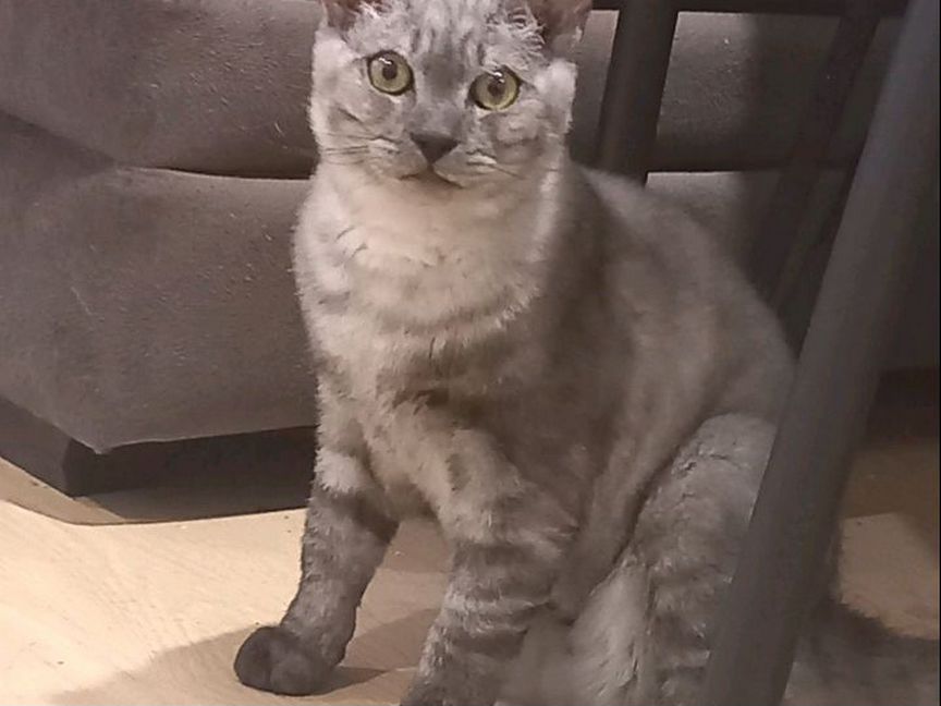 Котик бесплатно