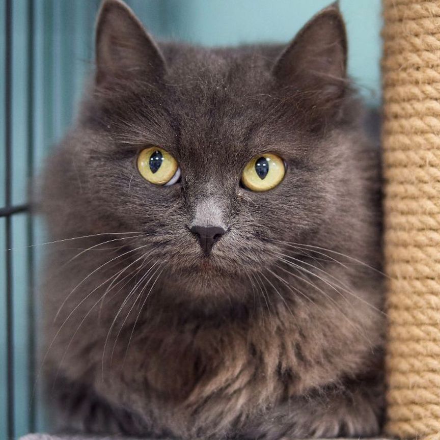 Взрослая, кошка в добрые руки