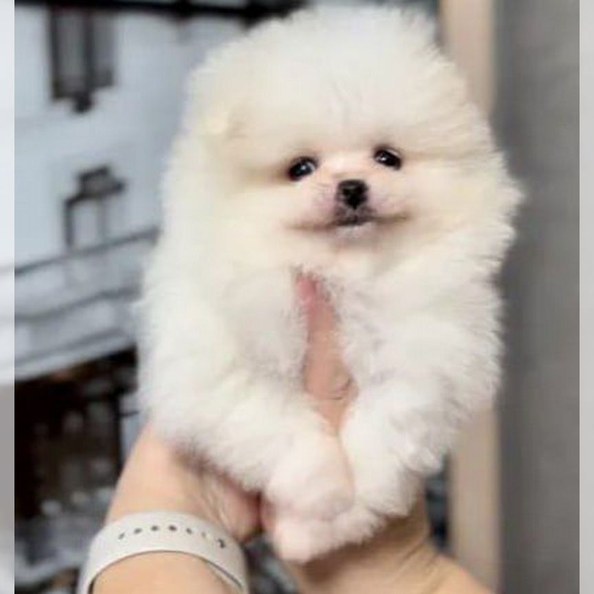 Шпиц- переданные и игривые малыши