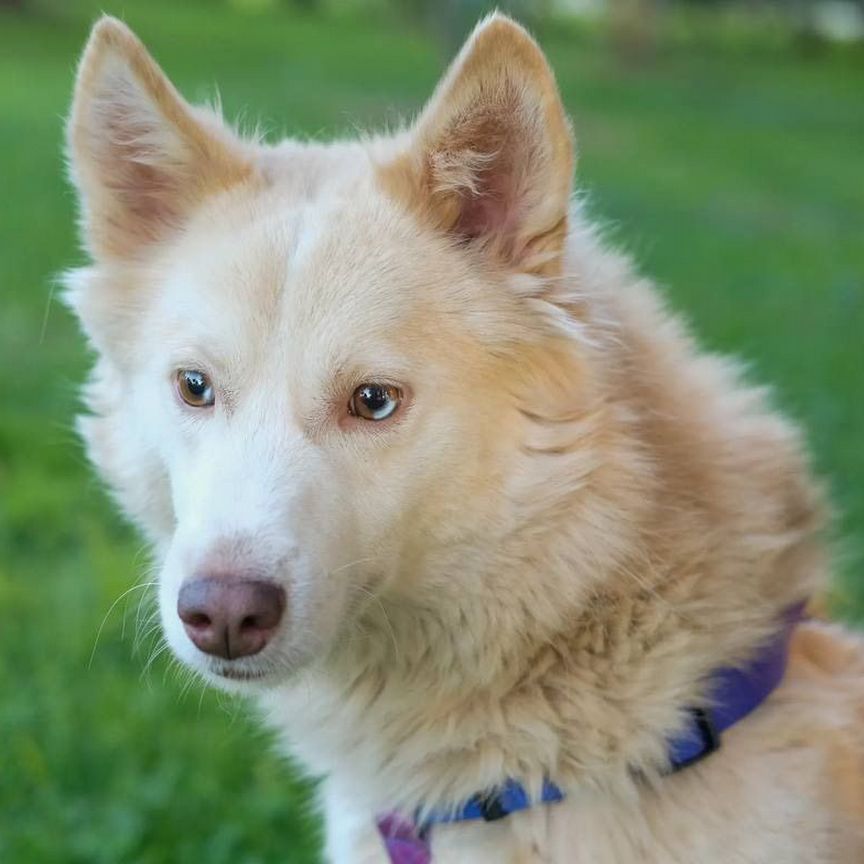 Взрослый пёс в добрые руки