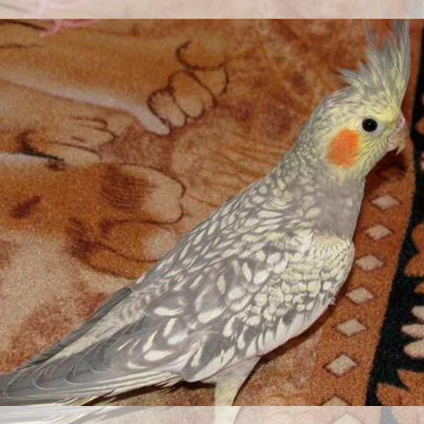 Птенцы корелл