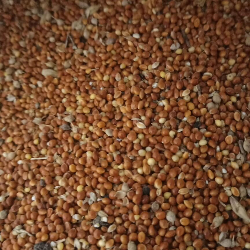 Просо красное