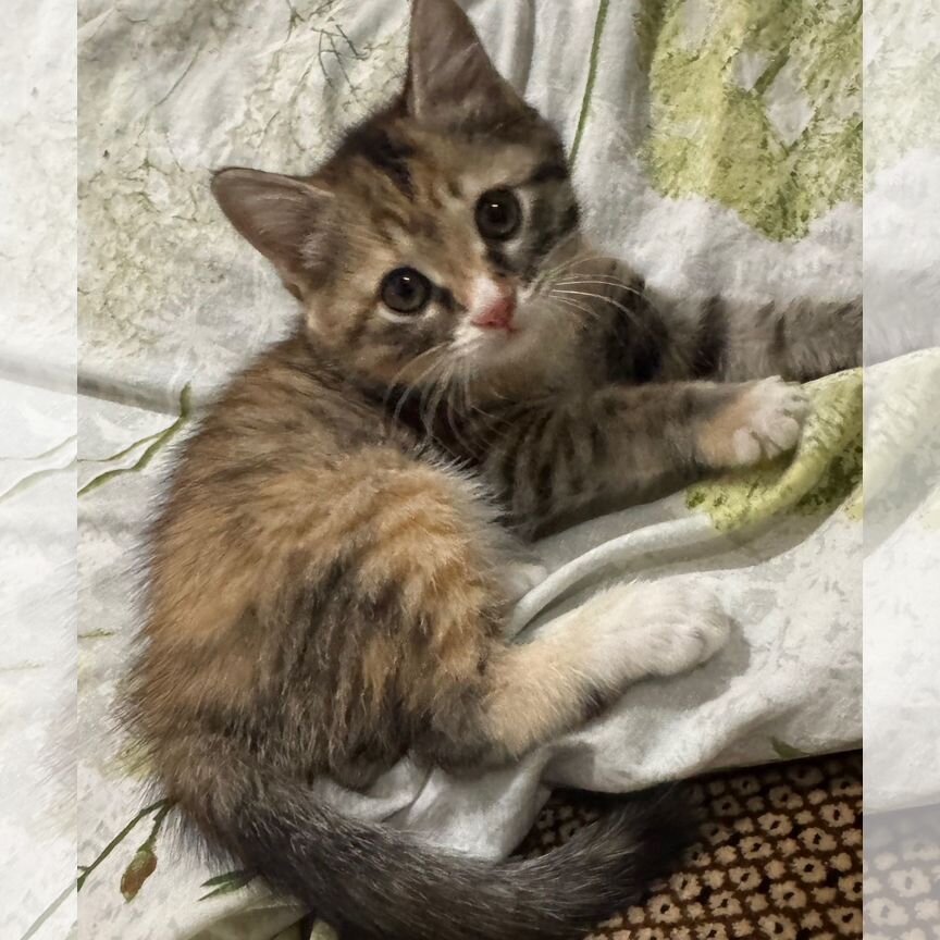 Котёнок в добрые руки