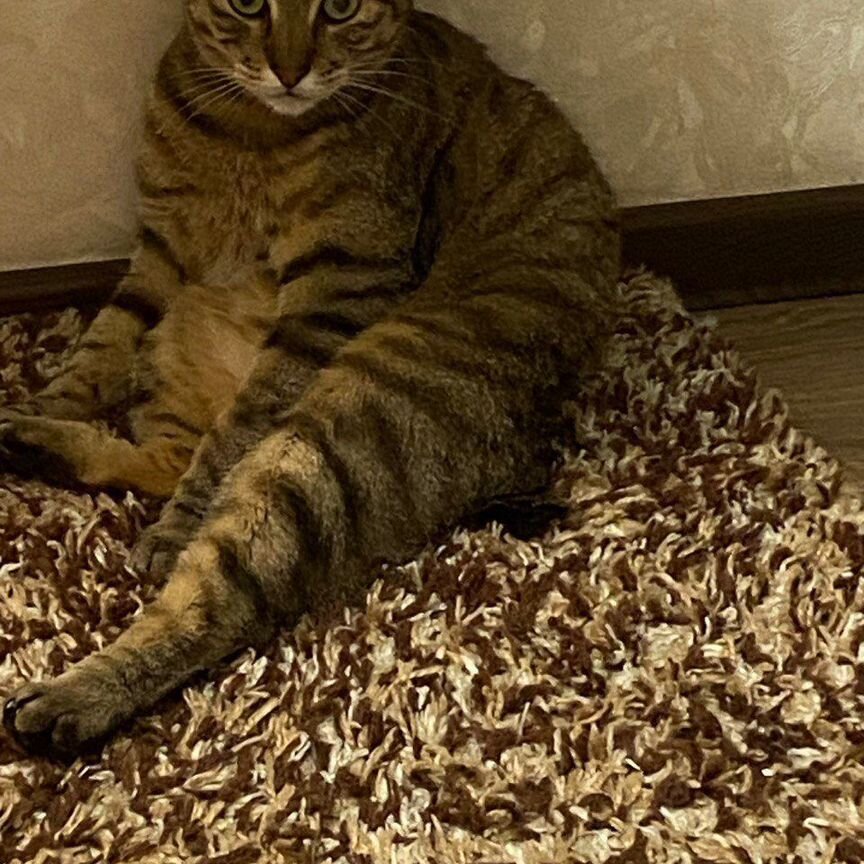 Котики