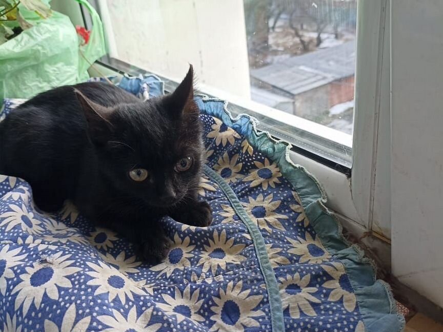 Кошки в добрые руки бесплатно