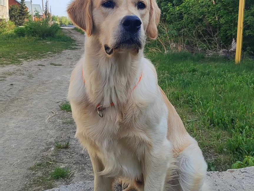 Золотистый ретривер вязка