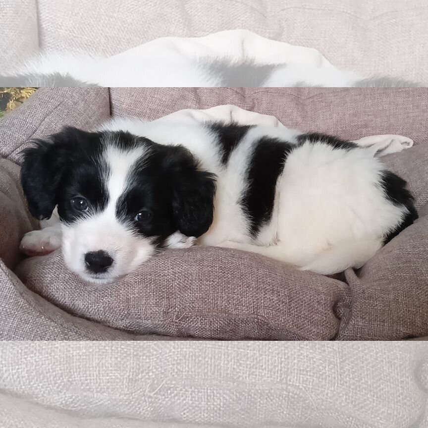 Собака в добрые руки