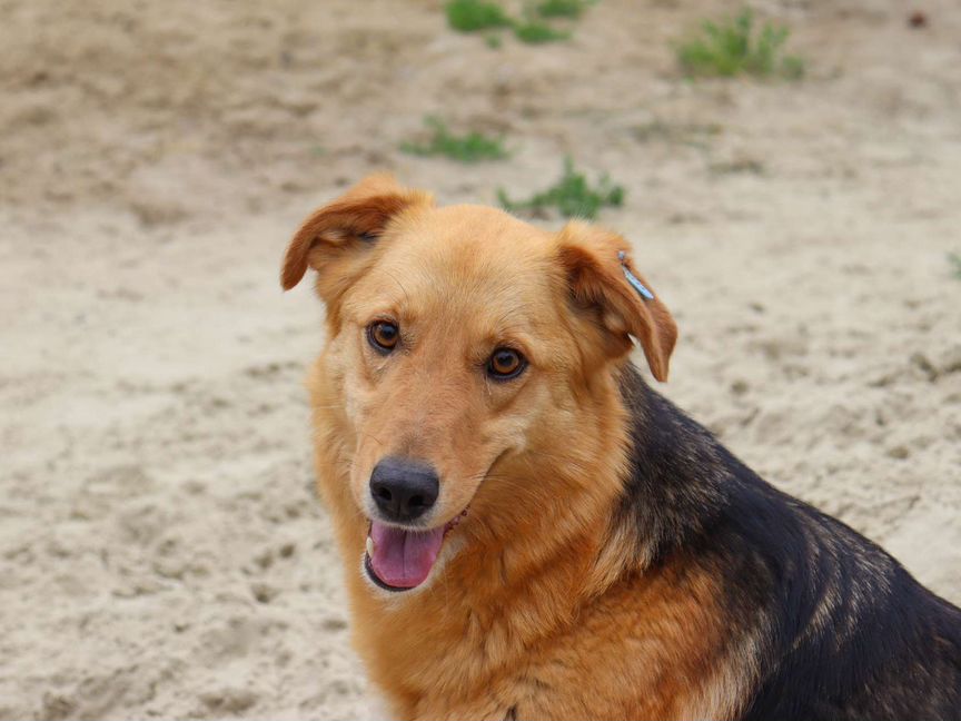 Роза в добрые руки