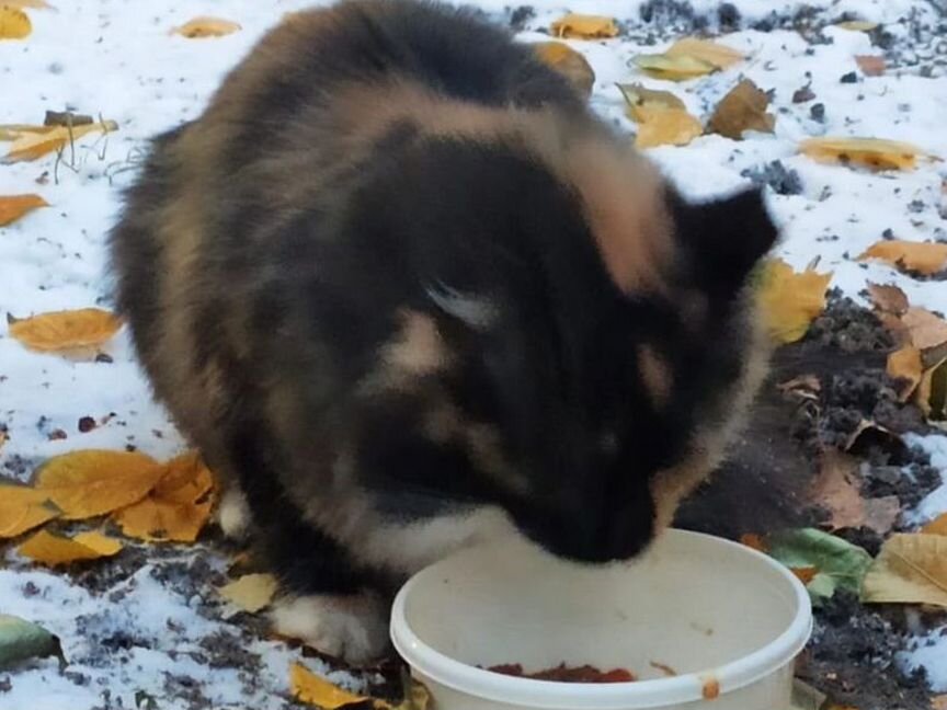 Выкинули домашнюю кошку