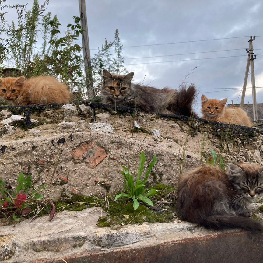 Котята 3 месяца рыжие