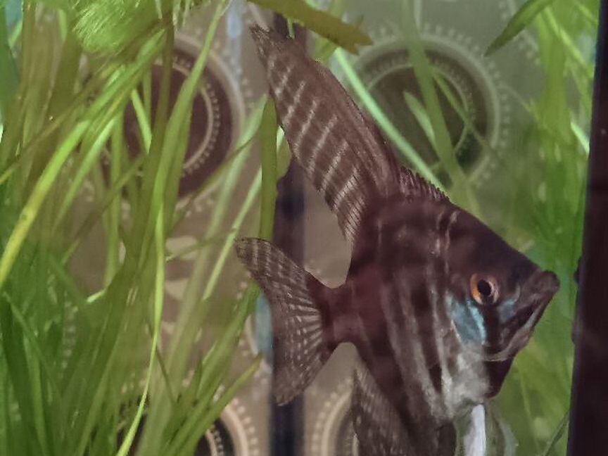 Скалярия и гурамми