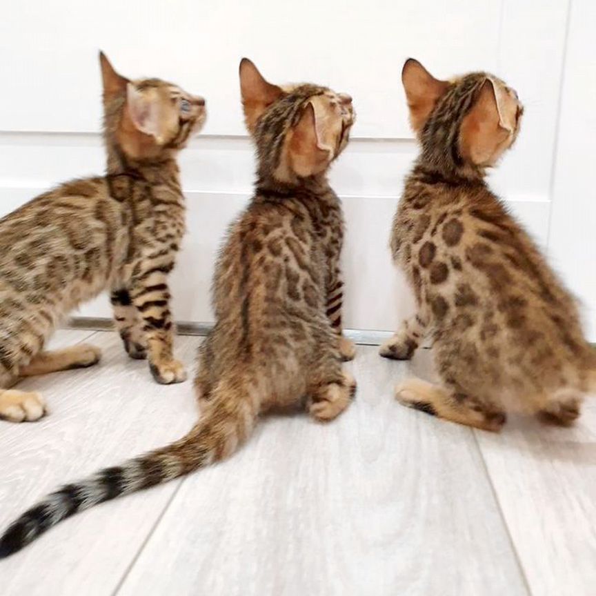 Бенгальские котята