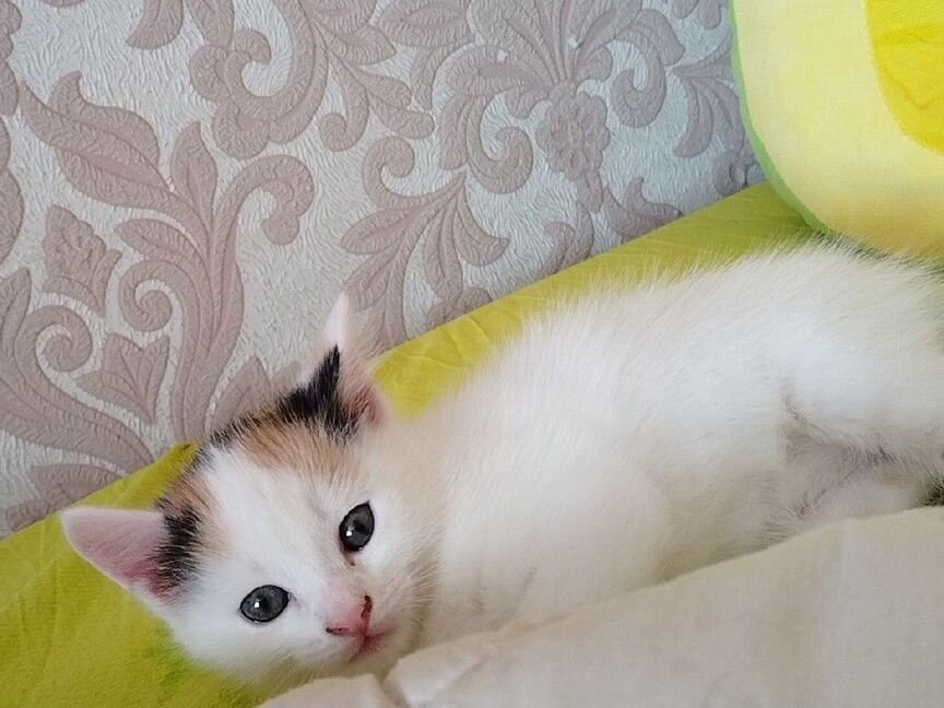Трёхцветный котёнок в дар