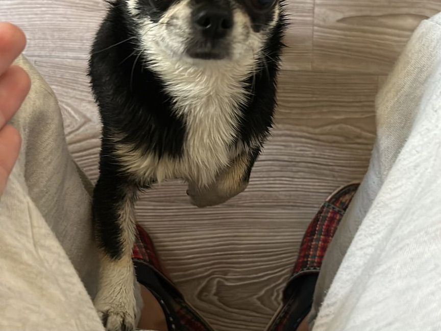 Чихуахуа потеряшка ищем хозяев