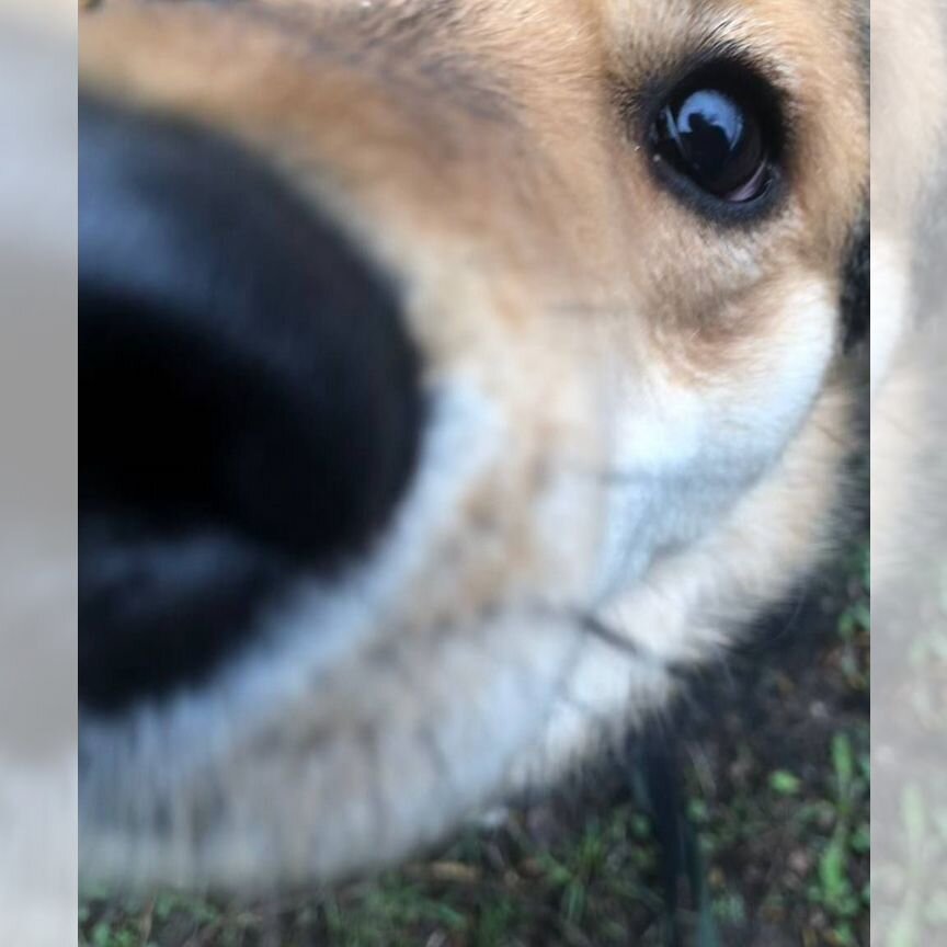 Взрослый пёс в добрые руки