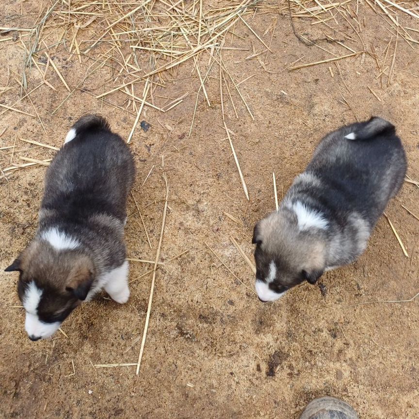 Западносибирская лайка, щенок