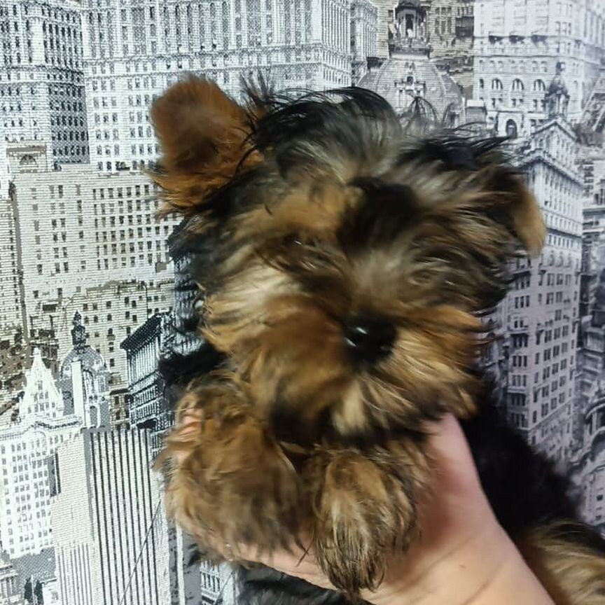 Йоркширский терьер мини беби фейс мальчик