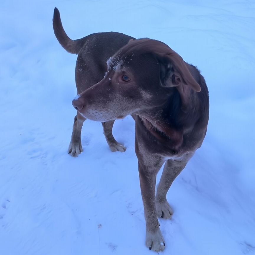 Лабрадор-ретривер, взрослый пёс