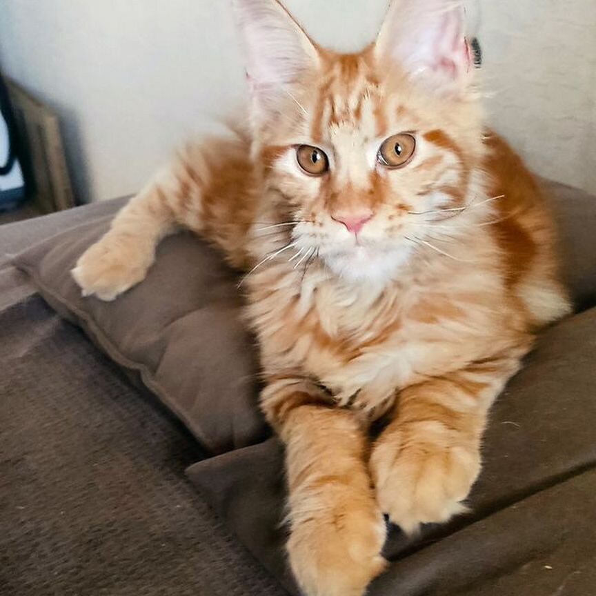 Котята мейн-кун