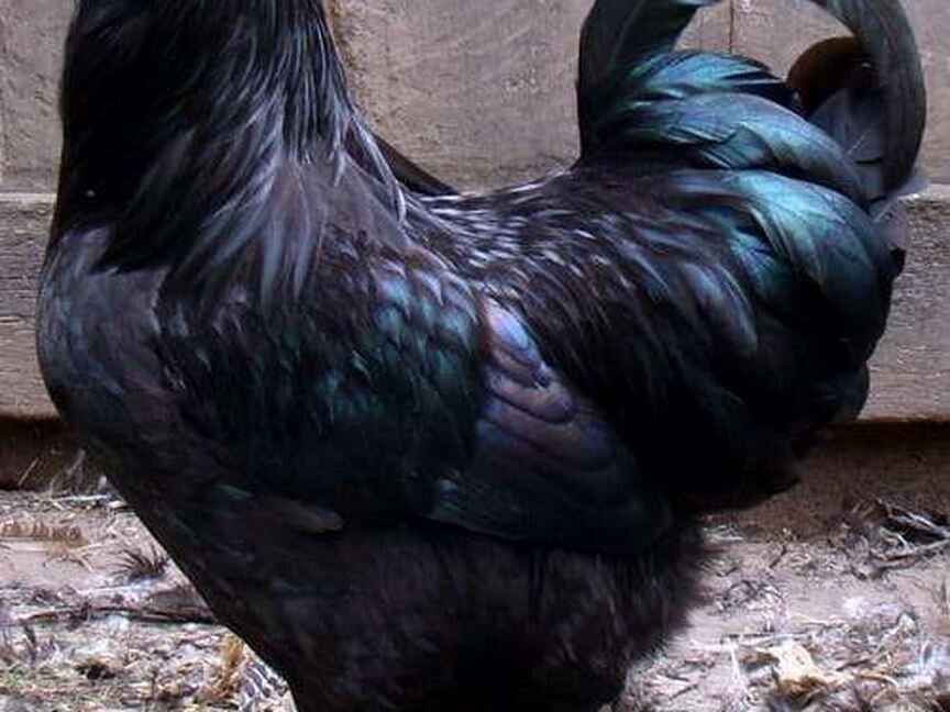 Австралорп. Петухи. Инкубационное яйцо