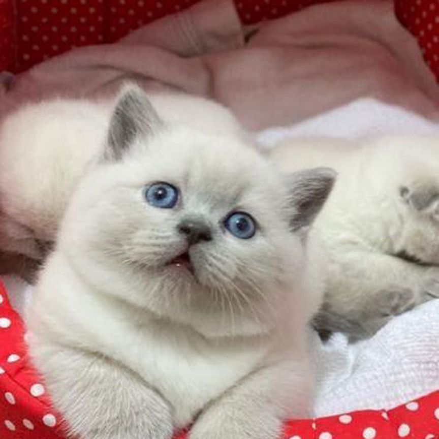 Британские котята