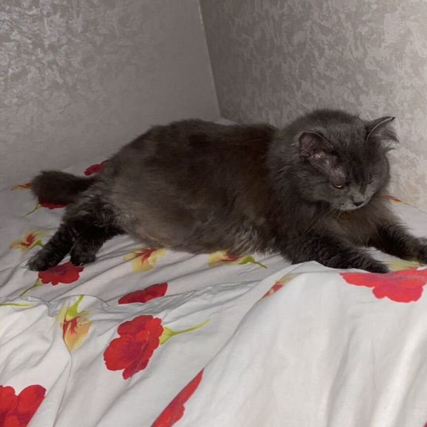 Взрослая, кошка в добрые руки