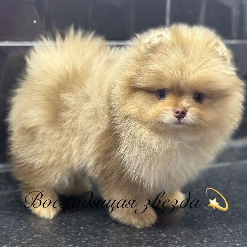 Померанский шпиц, щенок