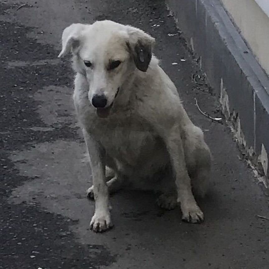 Собака Белка