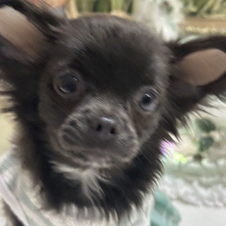 Чихуахуа, щенок