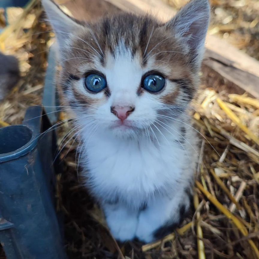 Котята в добрые руки бесплатно