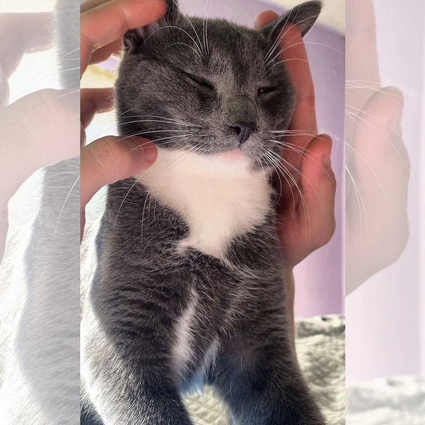 Котик 7 месяцев отдам бесплатно