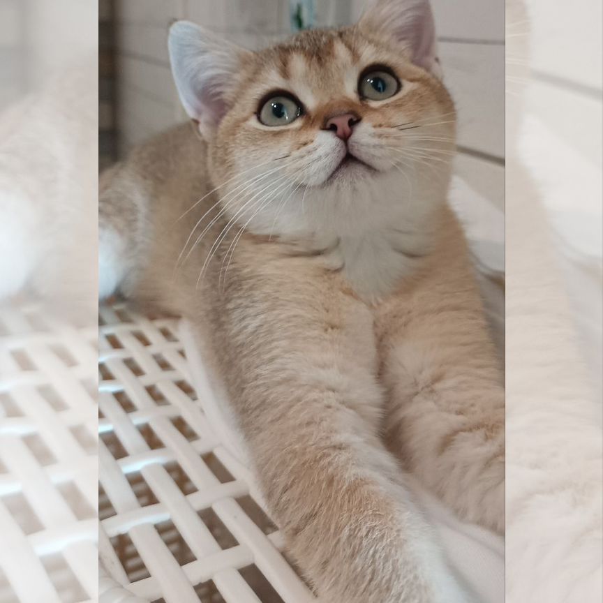 Взрослая кошка от частного владельца